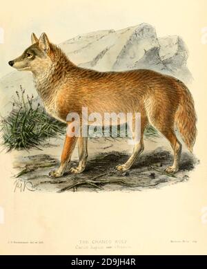 Mongolian Wolf (Canis lupus chanco Stock Photo - Alamy