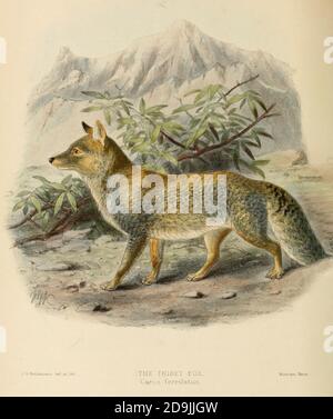 Tibetan sand fox (Vulpes ferrilata) walking on the upland plains on the ...