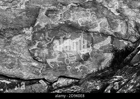 Deer, detail, historic rock paintings of Indians of various Cochimí ...