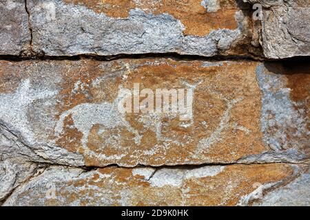 Deer, detail, historic rock paintings of Indians of various Cochimí ...