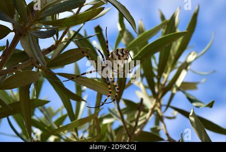 Selective focus shot of Lobed Argiope Spider on an olive tree branches ...