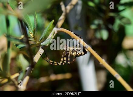 Selective focus shot of Lobed Argiope Spider on an olive tree branches ...