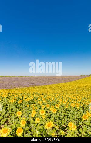 lavender and sunflower field purple aromatic flowers near valensole in ...