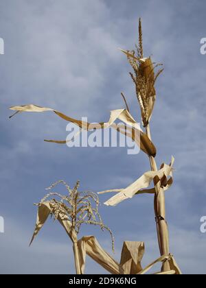 summer season rye plants against the blue sky, rye field with green ...