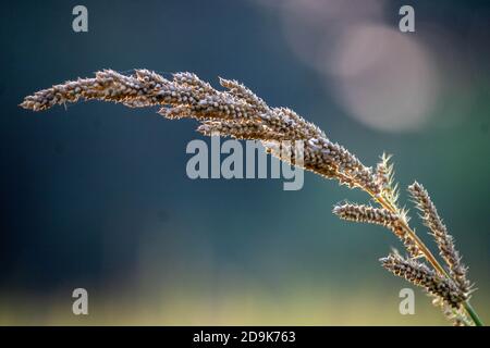 Finger Millet, Ragi, Nachni crop growing in field Stock Photo - Alamy