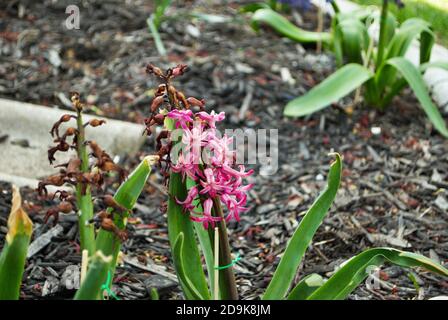 Hyacinth flower dying and rotting in the fall Stock Photo - Alamy