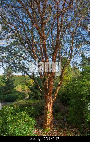 Acer Griseum the paperbark japanese maple tree Stock Photo - Alamy