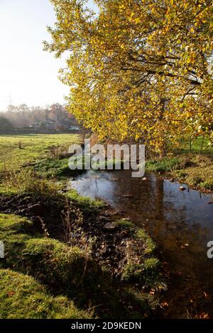 Autumn yellow leaves on tree branches close up Stock Photo - Alamy