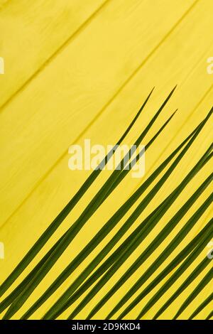 Top view shot of a Houseplant palm root at the flower pot Stock Photo ...