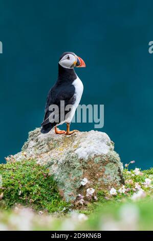 puffin standing on a rock cliff . fratercula arctica Stock Photo - Alamy