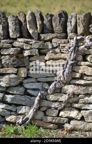 Tree trunk on stones Stock Photo - Alamy