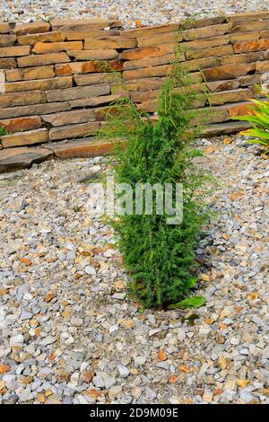 Dwarf Common Juniper Juniperus communis in fruit at high altitude on ...