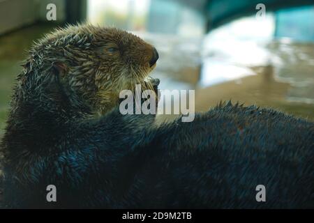 Closeup selective focus shot of a cute red panda hanging out in the ...