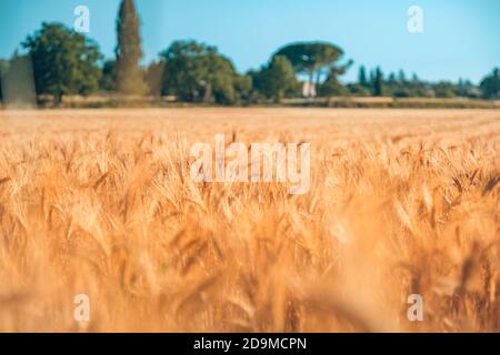 Golden wheat close-up under beautiful sunlight harvest season ...