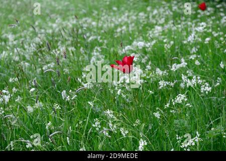 Tulip aximensis,Tulipa aximensis,red flowers,ammi,wildflower meadow ...