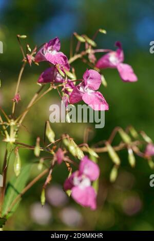 Yellow balsam flowers of the Himalayan annual, Impatiens racemosa Stock ...