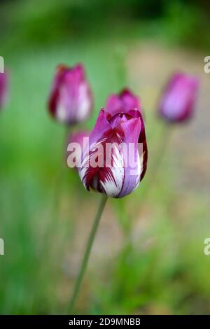 English Florist Tulip,broken tulip,Tulip Breaking Virus,flamed markings ...