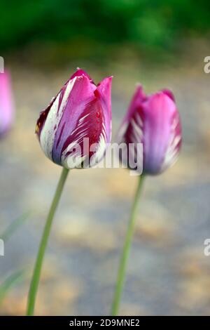 English Florist Tulip,broken tulip,Tulip Breaking Virus,flamed markings ...