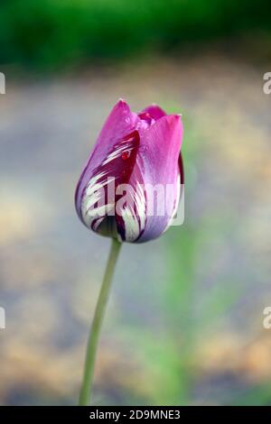 English Florist Tulip,broken tulip,Tulip Breaking Virus,flamed markings ...