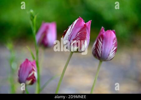 English Florist Tulip,broken tulip,Tulip Breaking Virus,flamed markings ...
