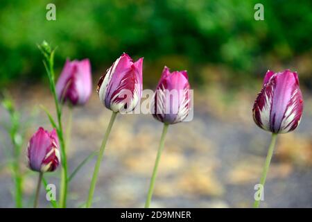 English Florist Tulip,broken tulip,Tulip Breaking Virus,flamed markings ...