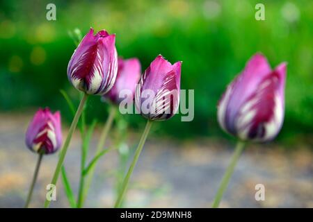 English Florist Tulip,broken tulip,Tulip Breaking Virus,flamed markings ...