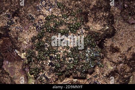 Caulerpa racemosa is a species of edible green alga, a seaweed in the ...