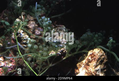 Caulerpa racemosa is a species of edible green alga, a seaweed in the ...