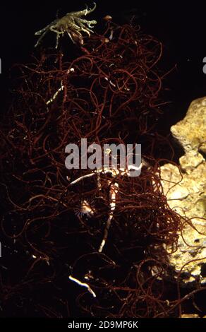 red algae (Rhodophyta Stock Photo - Alamy