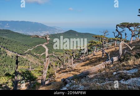 Crimean landscape with dead pine trees Stock Photo - Alamy