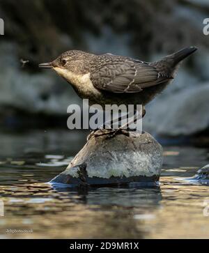 dipper on rock Stock Photo - Alamy