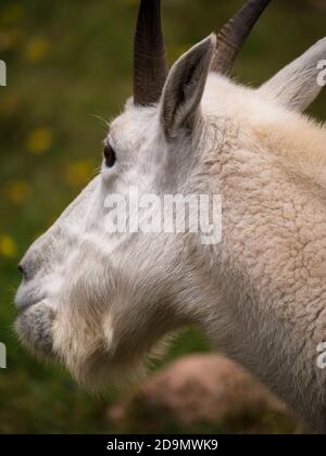 Mountain goat, Twin Lakes Trail, Chicago Basin, Weminuche Wilderness ...