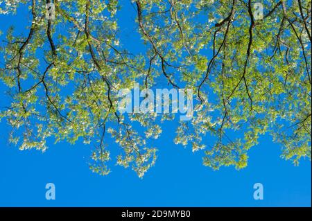 Acacia, Acacieae, blossom, sky, spring Stock Photo - Alamy