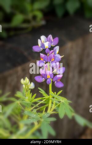 Tarwi Lupinus muabilis architectural flowers, natural food plant ...