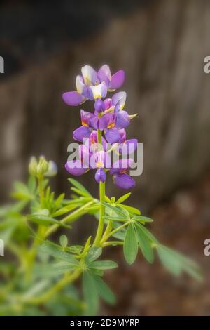 Tarwi Lupinus muabilis architectural flowers, natural food plant ...