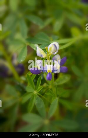 Tarwi Lupinus muabilis architectural flowers, natural food plant ...