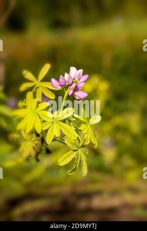 Tarwi Lupinus muabilis architectural flowers, natural food plant ...