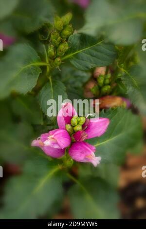 Flowering rose turtlehead (Chelone obliqua Stock Photo - Alamy
