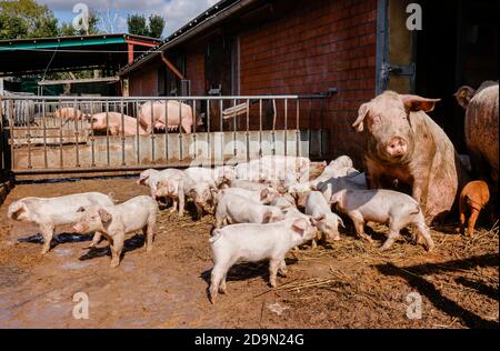 Piglets indoors on a pig farm in the Netherlands, agriculture Europe ...