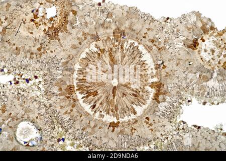 Spherulitic pitchstone, slide section, Arran, Scotland, UK Stock Photo ...