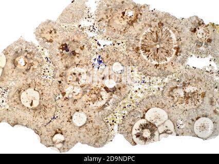 Spherulitic pitchstone, slide section, Arran, Scotland, UK Stock Photo ...