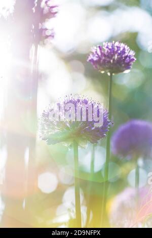 Purple ornamental leeks in the garden Stock Photo - Alamy