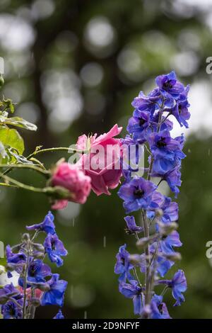 cottage garden,rose,roses,delphinium,yarrow,blue,red,pink,yellow ...