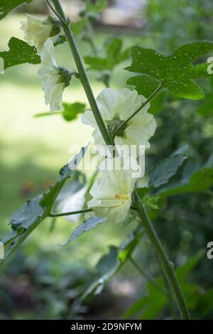White blossoming tree mallow or rose mallow of the variety Montblanc in ...
