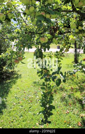 Apples on tree, Bavaria, Germany / Aepfel am Baum, Bayern, Deutschland ...