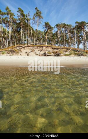 Trees at Darss West Beach, Mecklenburg-Western Pomerania, North Germany ...