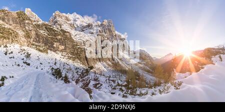 Larch forest in autumn, Corpassa valley, Civetta group, Agordino ...