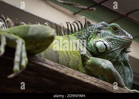 A low angle shot of green iguana feet on a wooden surface Stock Photo ...