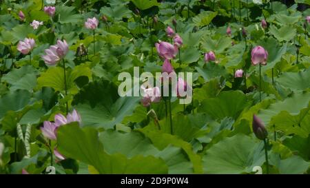 Lotus flowers are in full bloom at Beijing's Lotus Pond Park ...