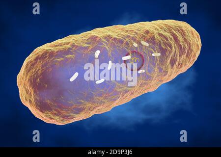 Yersinia pestis, Gram-negative bacillus, 1000x Magnification. Y. pestis ...